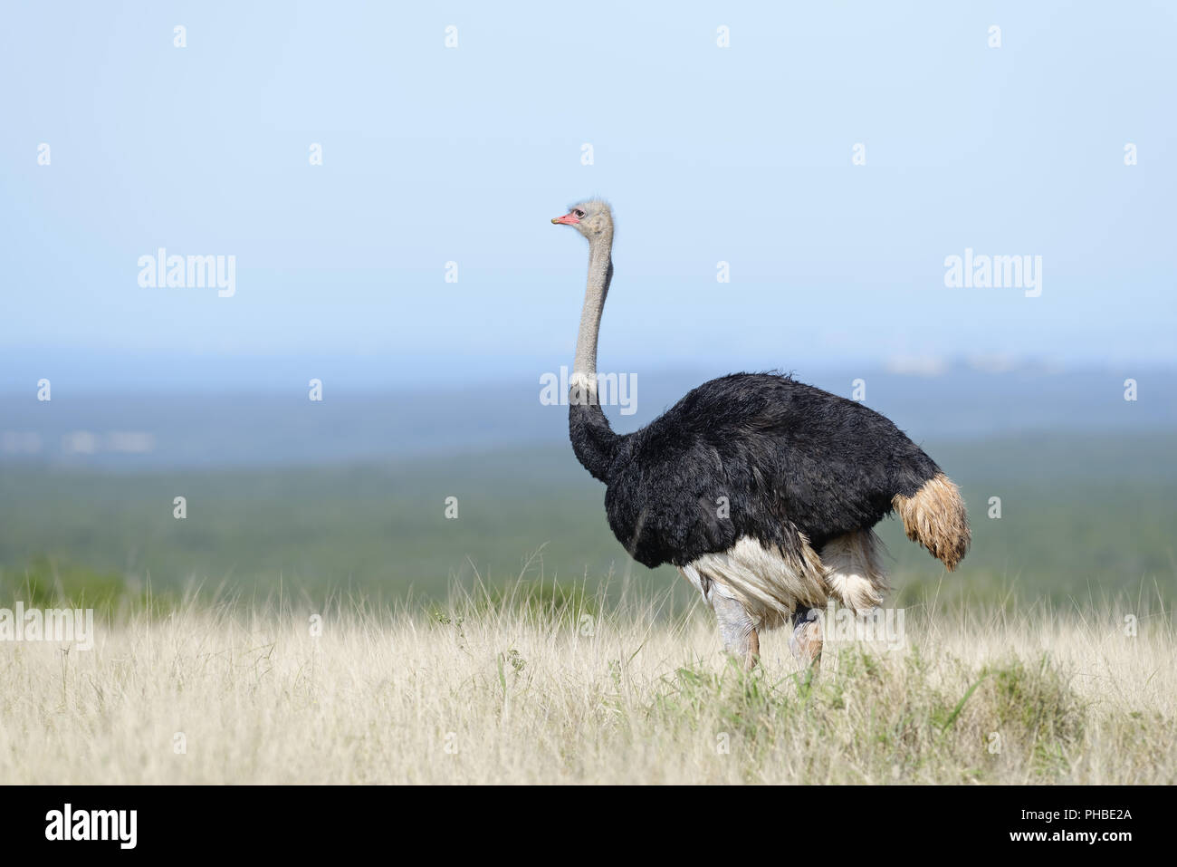 Ostridge hi-res stock photography and images - Alamy