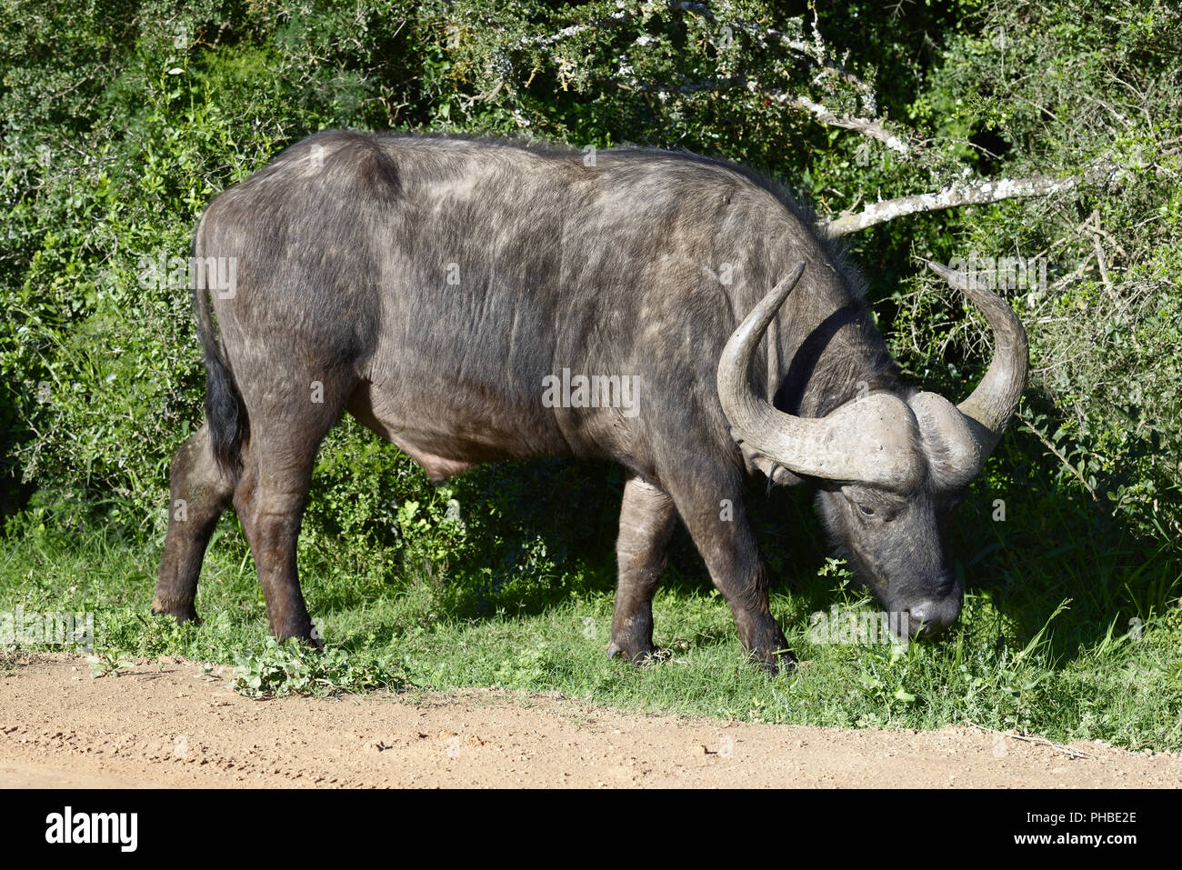 African Buffalo, Addo Elephant National Park Stock Photo - Alamy