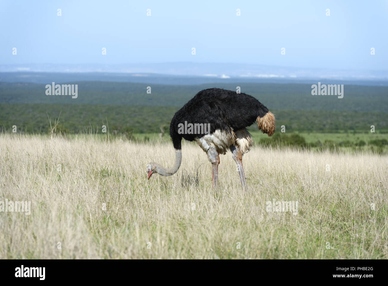 Ostridge hi-res stock photography and images - Alamy