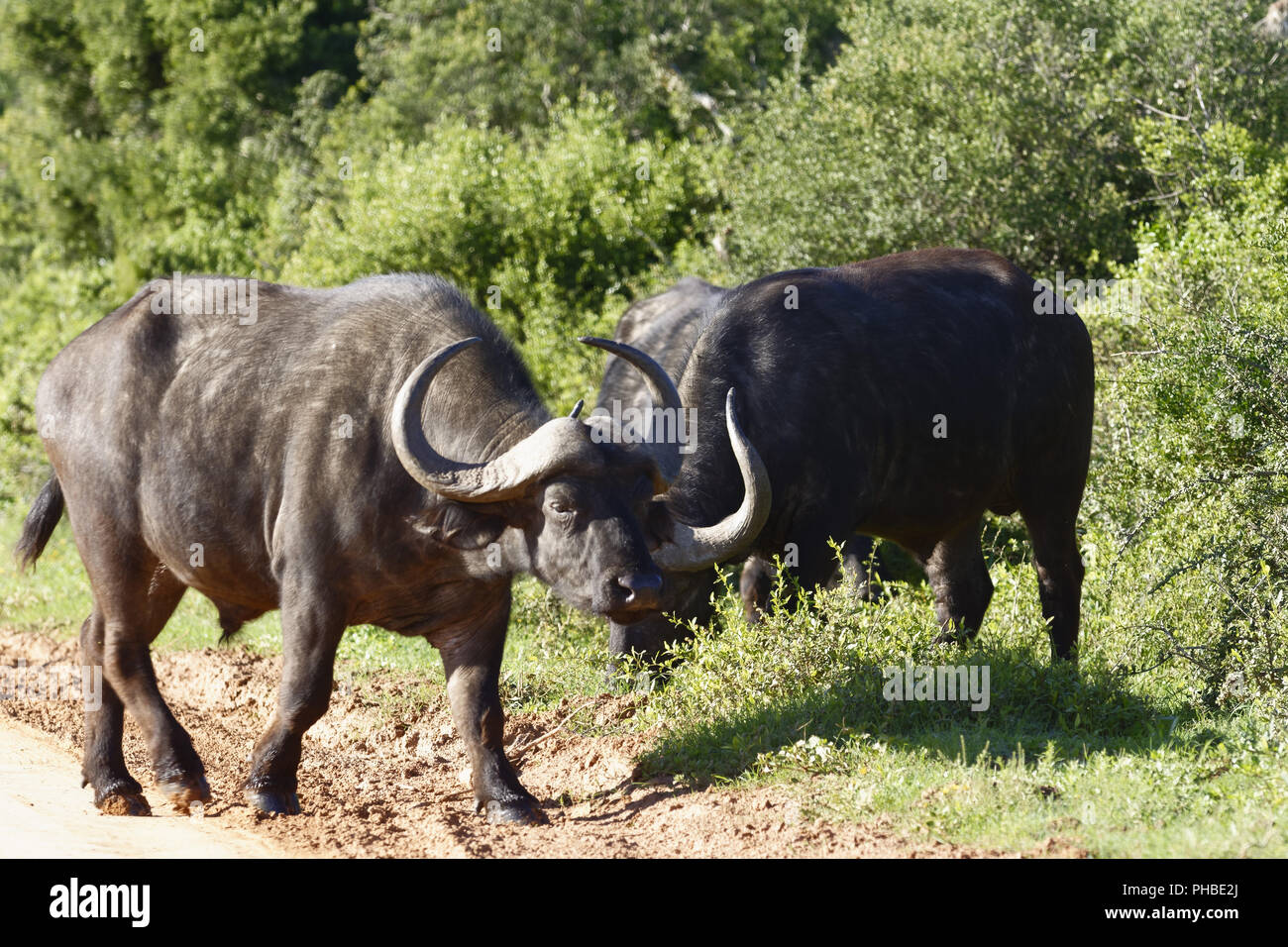 African Buffalo, Addo Elephant National Park Stock Photo - Alamy