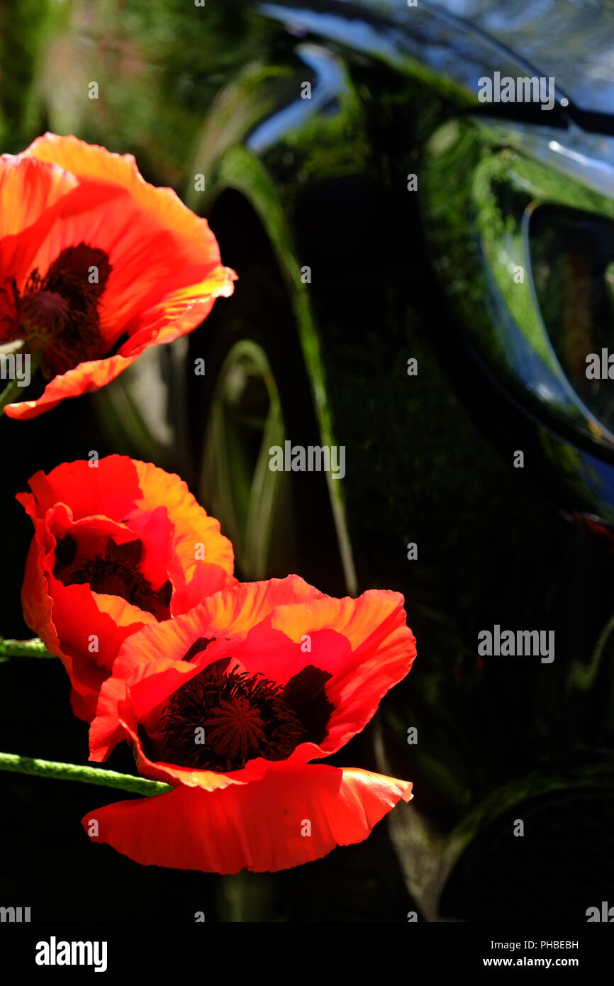 Parking vehicle next to poppy Stock Photo - Alamy