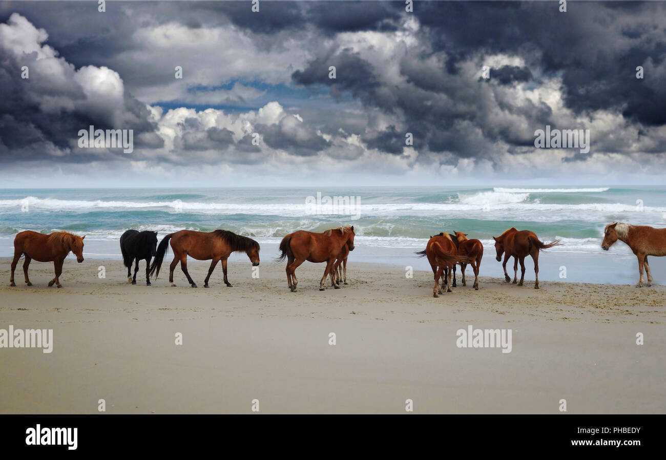 Corolla hi-res stock photography and images - Alamy