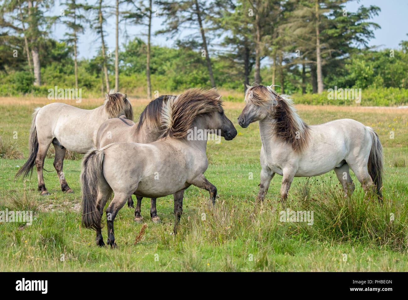 Koniks hi-res stock photography and images - Alamy