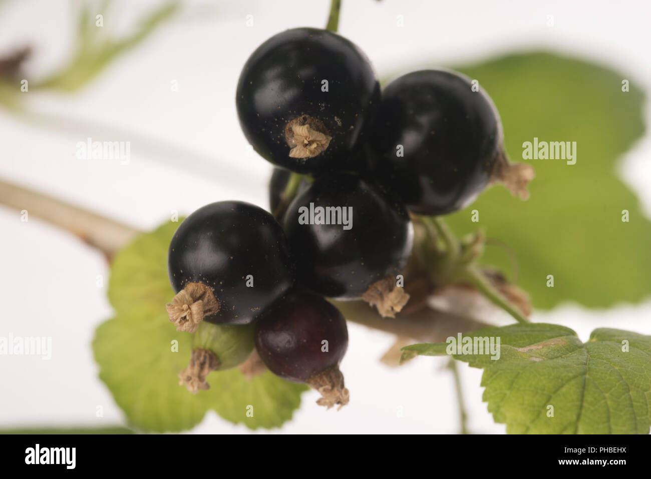 Blackcurrant fruit full of vitamins Stock Photo - Alamy