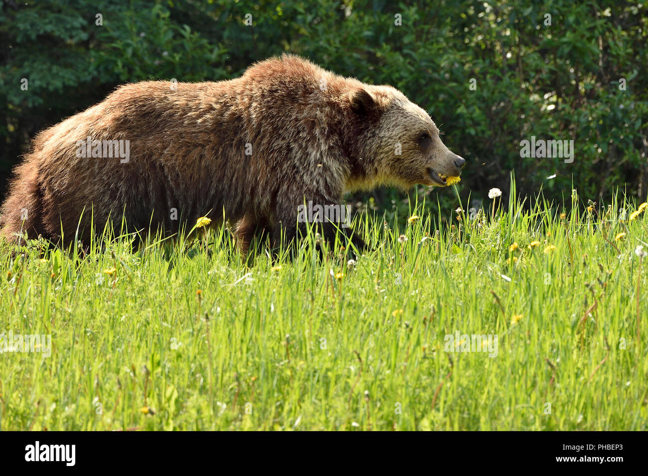 Side view juvenile grizzly bear hi-res stock photography and images - Alamy