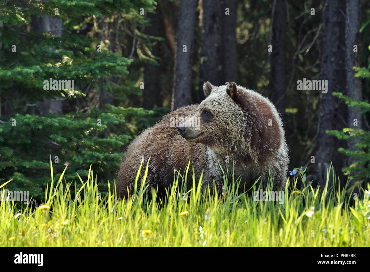 A grizzly bear (Ursus arctos); standing looking back over his shoulder ...
