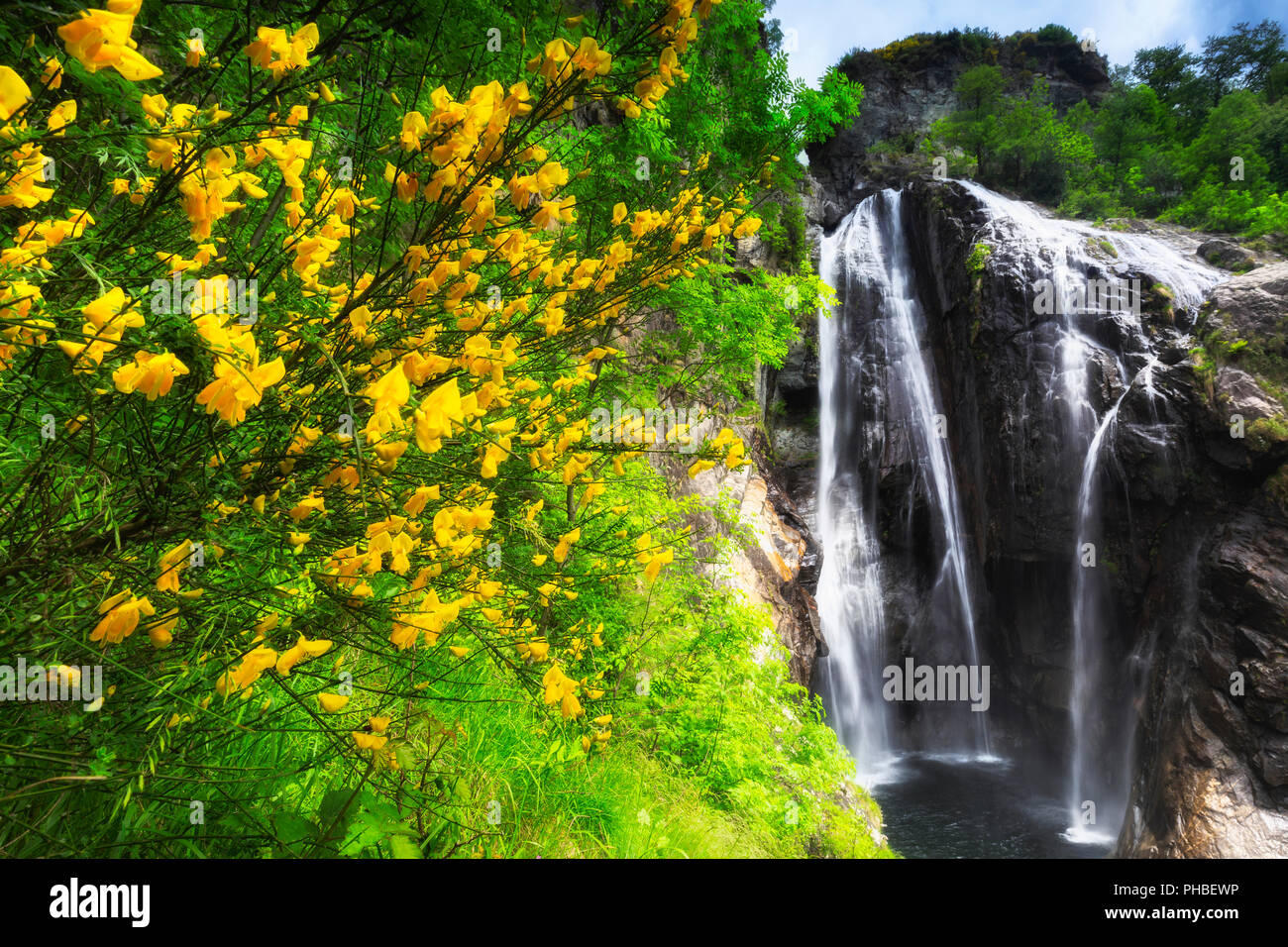 Mimosa flowering at the Cascata del Salto (Waterfall of Maggia), Maggia ...