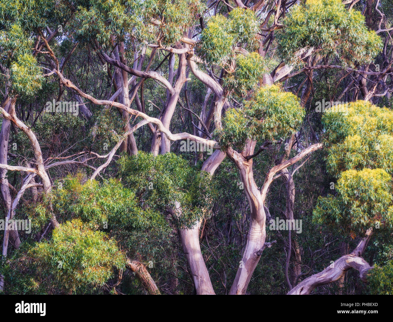 Abstract details of eucalyptus trees (gum trees) in Australia, Pacific ...
