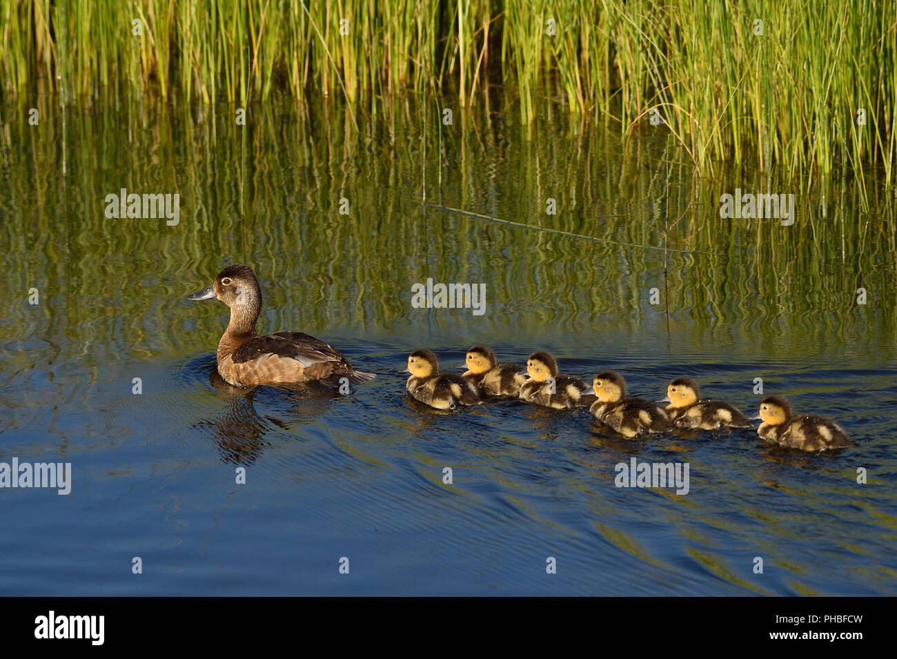 A mother Blue-winged Teal Duck (Anas discors), swimming away with her ...