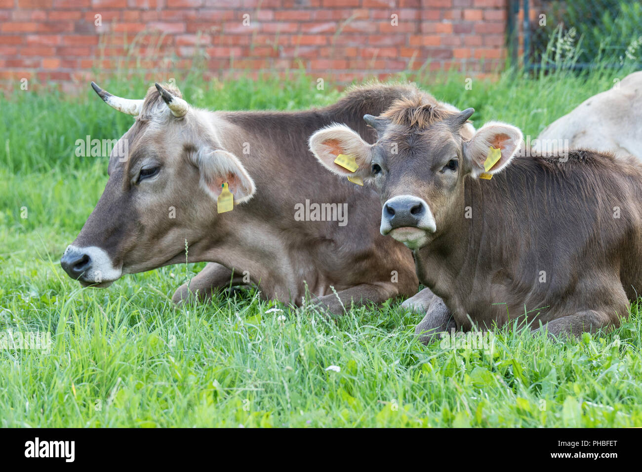 Brown cattle hi-res stock photography and images - Alamy