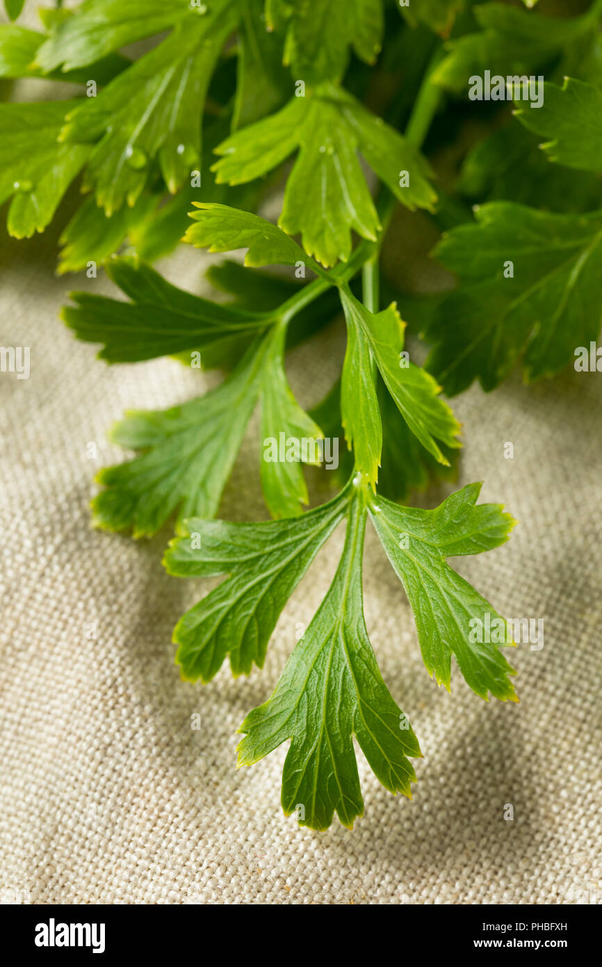 Organic Flat Leaf Italian Parsley in a Bunch Stock Photo - Alamy
