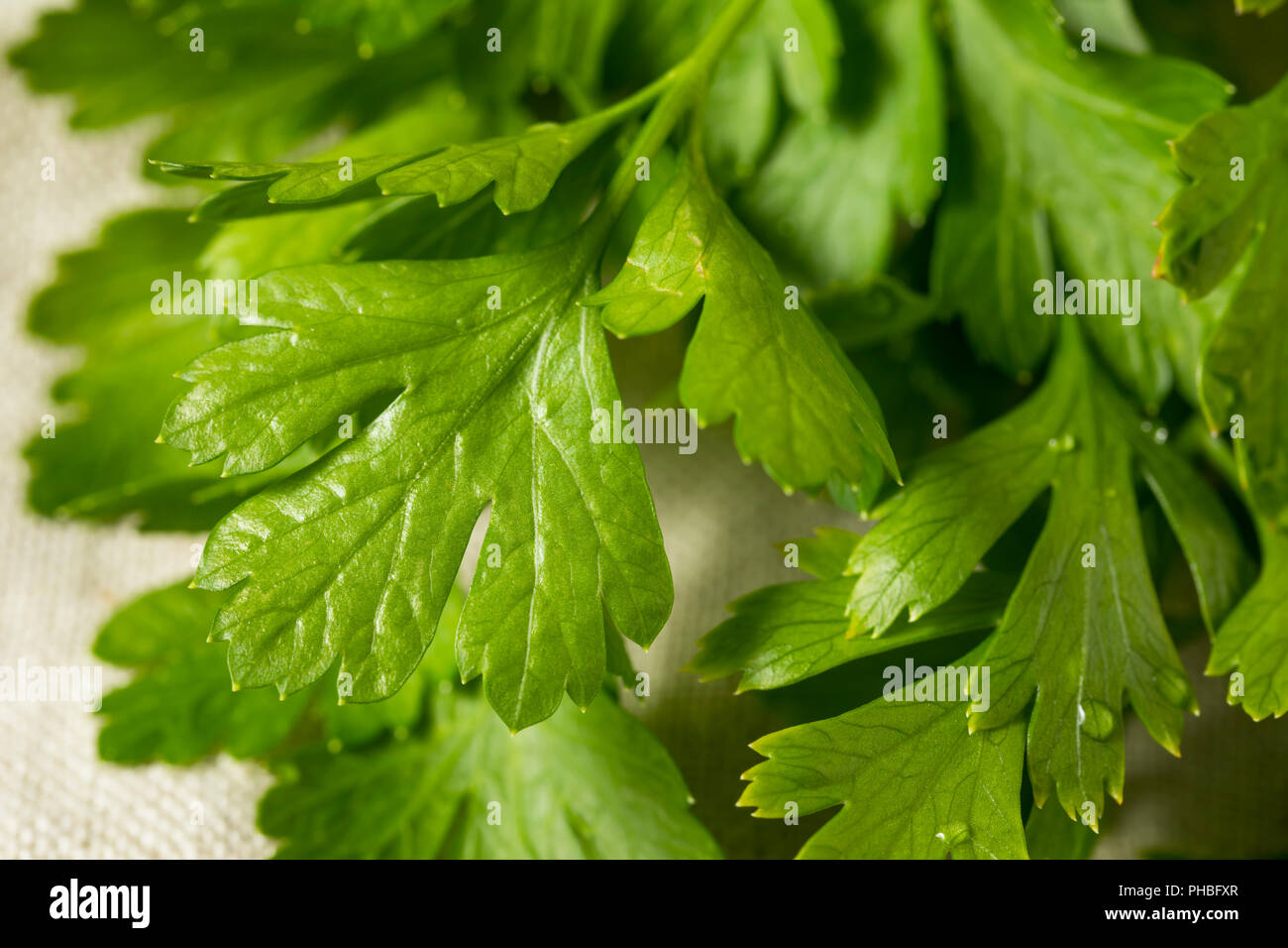 Organic Flat Leaf Italian Parsley in a Bunch Stock Photo - Alamy