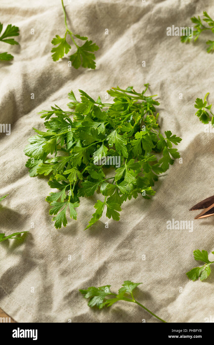 Organic Flat Leaf Italian Parsley in a Bunch Stock Photo - Alamy