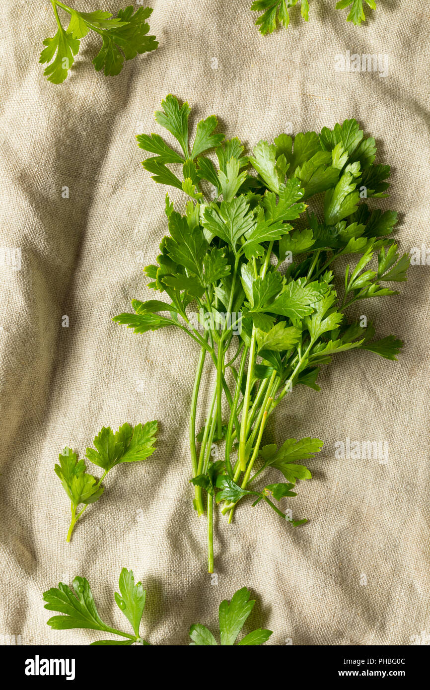 Organic Flat Leaf Italian Parsley in a Bunch Stock Photo - Alamy
