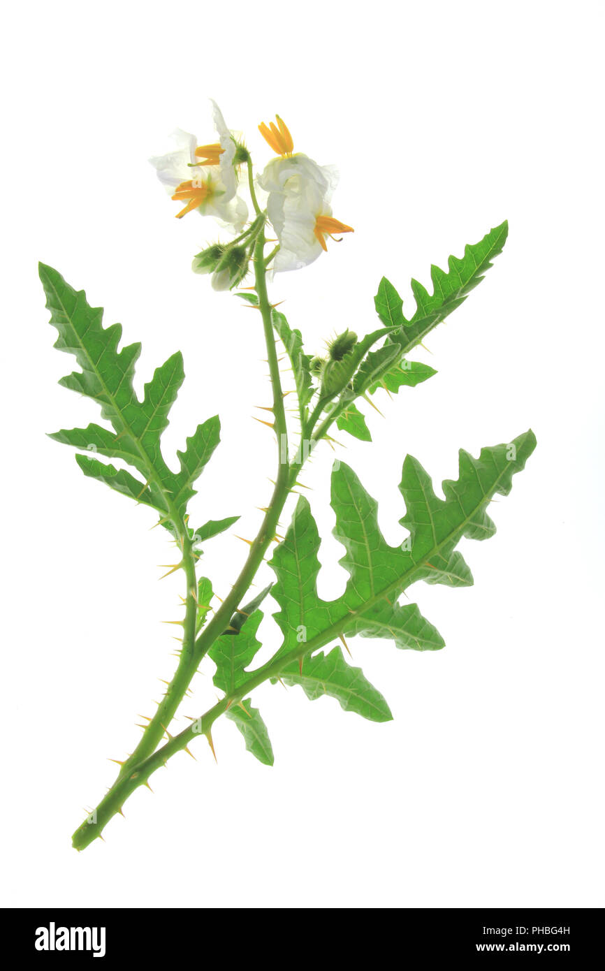 Solanum sisymbriifolium (litchi tomato, vila-vila, sticky nightshade ...