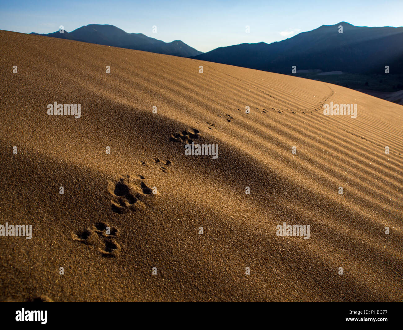 Desert Animal Tracks High Resolution Stock Photography and Images - Alamy