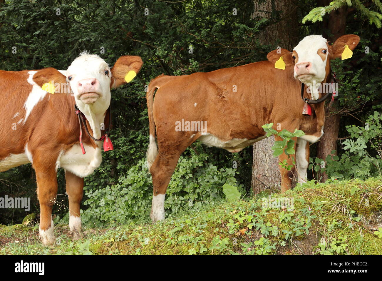 two young cows in nature Stock Photo - Alamy