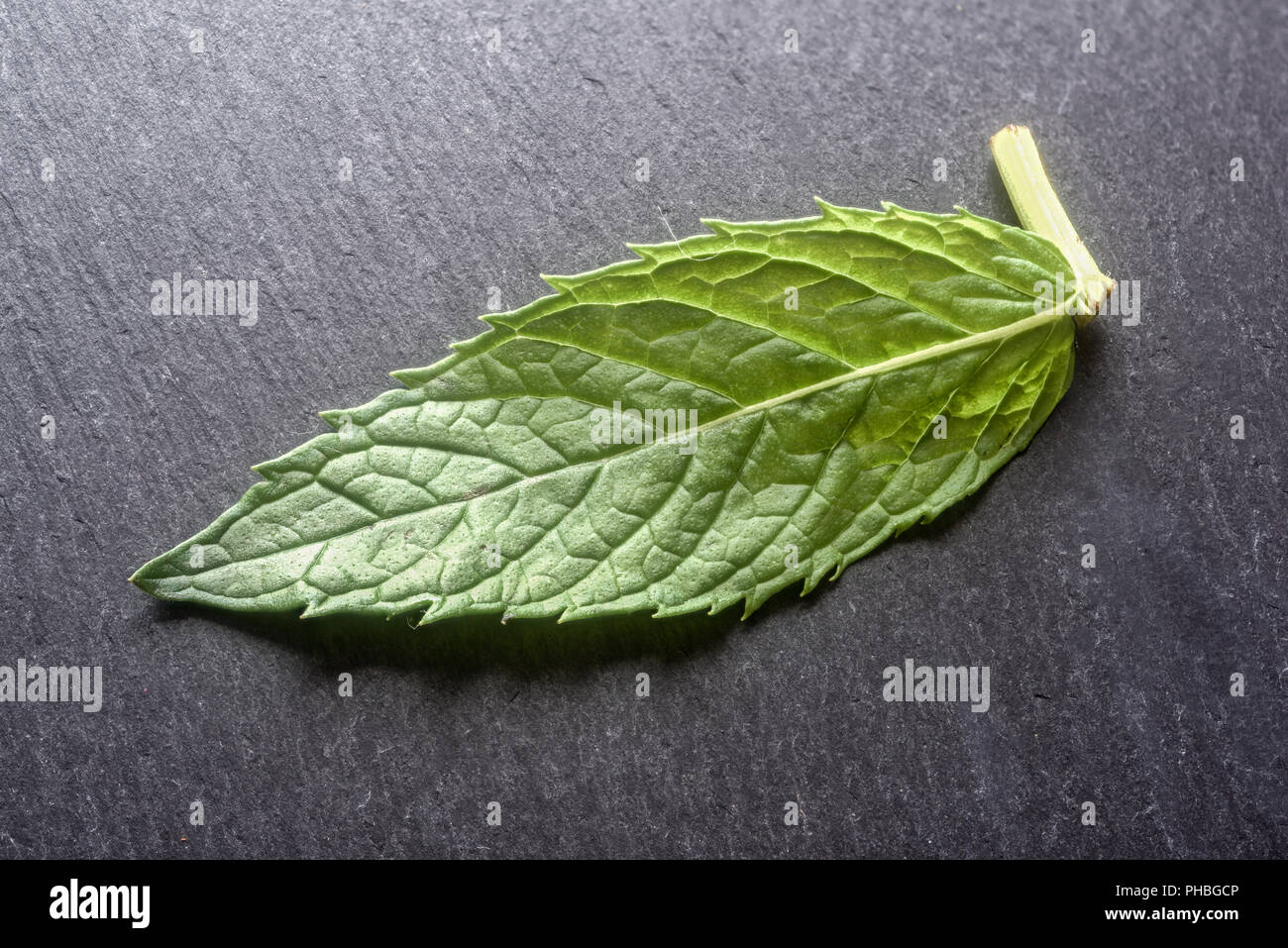 Peppermint leaf hi-res stock photography and images - Alamy