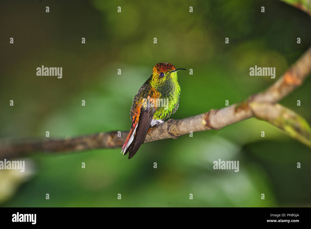 Hummingbird costa rica hi-res stock photography and images - Alamy