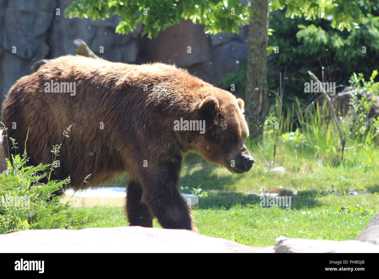 Grizzly teeth hi-res stock photography and images - Alamy