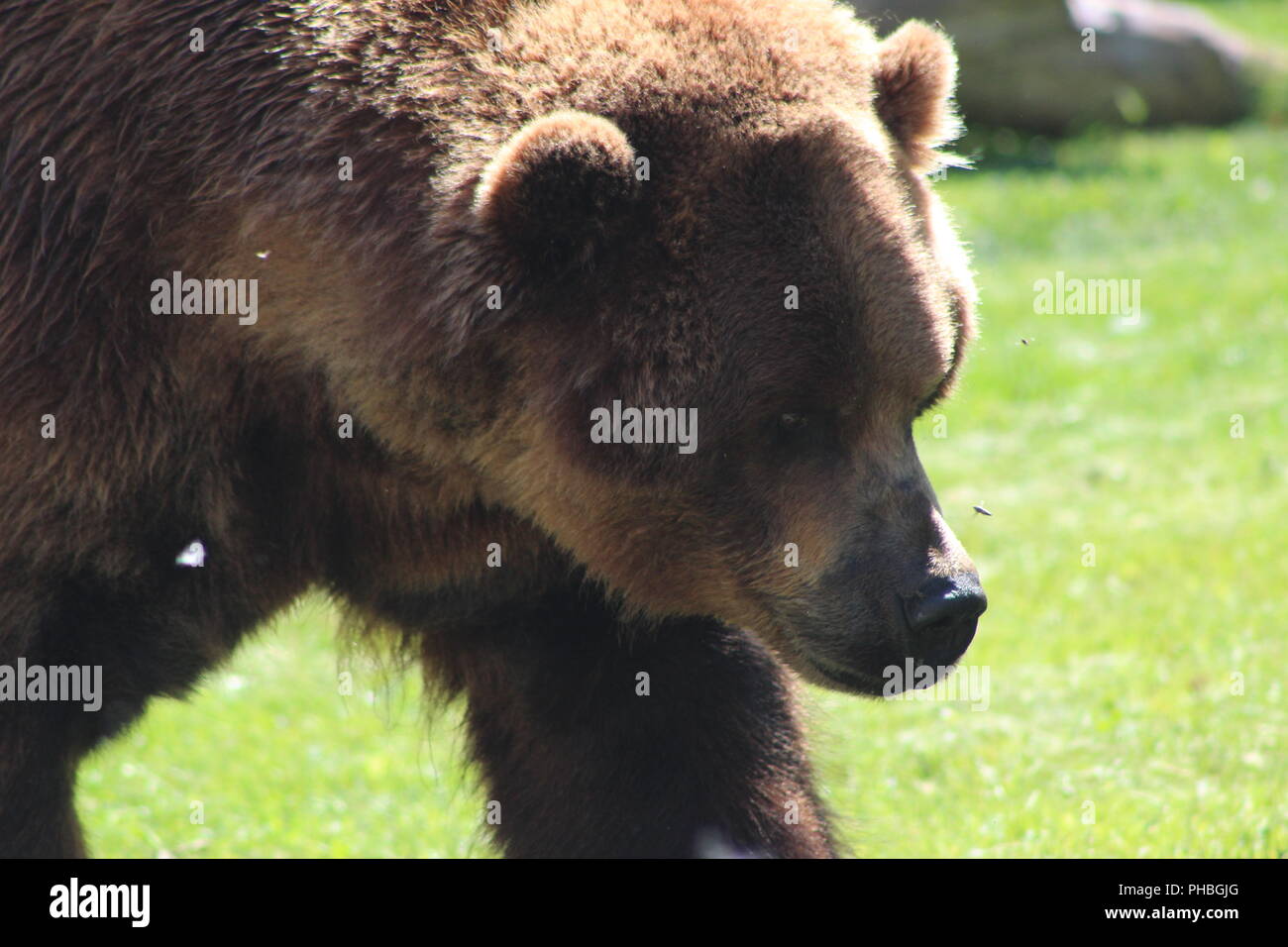 North america bears hi-res stock photography and images - Alamy