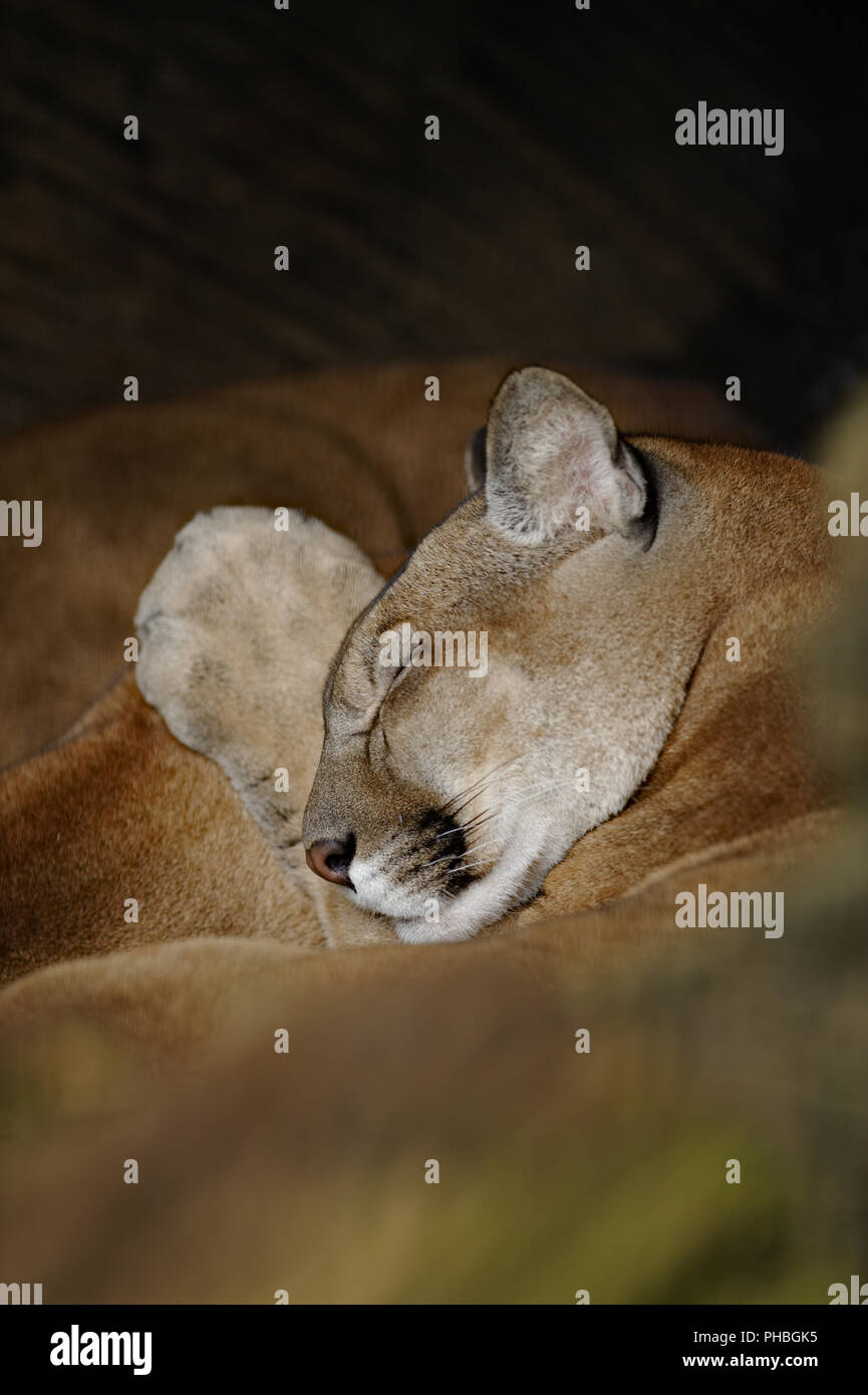 Puma waterfall hi-res stock photography and images - Alamy