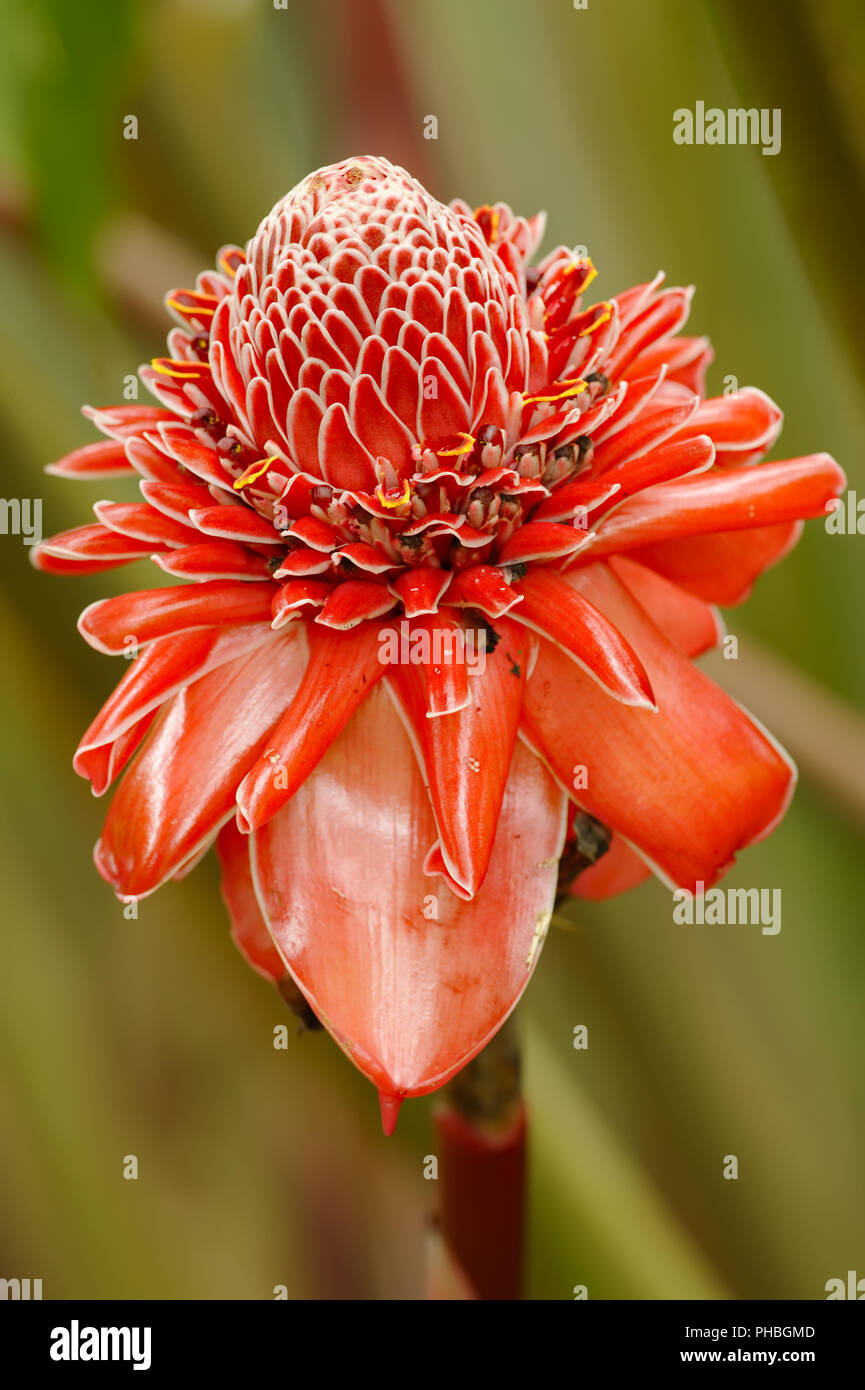 Red Heliconia Emperors Torch, Costa Rica Stock Photo - Alamy