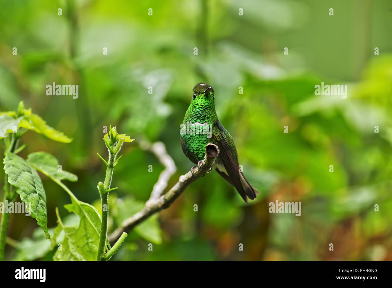 Coppery headed emerald hummingbird hi-res stock photography and images ...