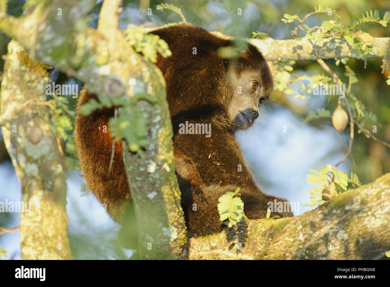 Mantled Howler Monkey, Costa Rica Stock Photo - Alamy