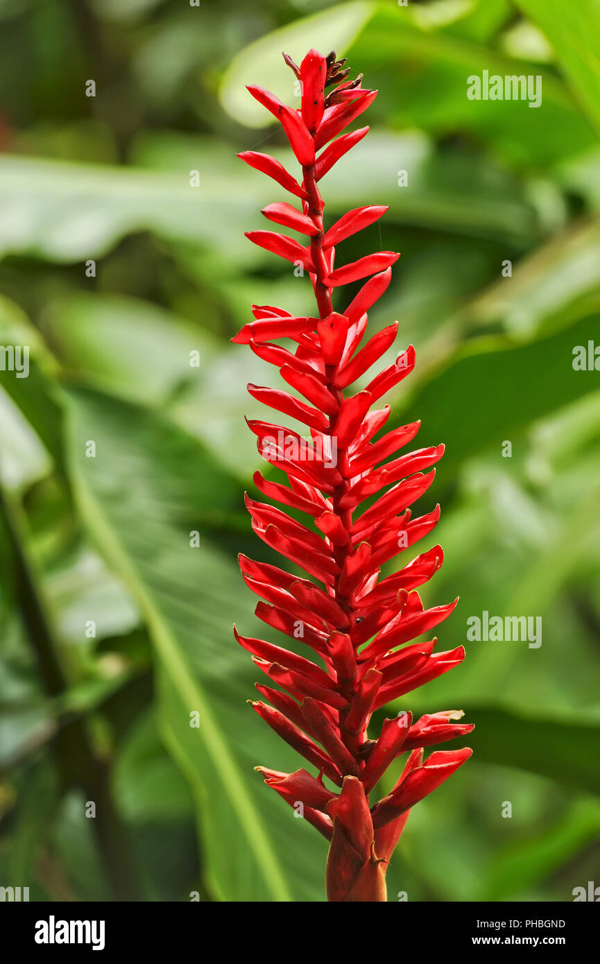 Ginger flower costa rica hi-res stock photography and images - Alamy
