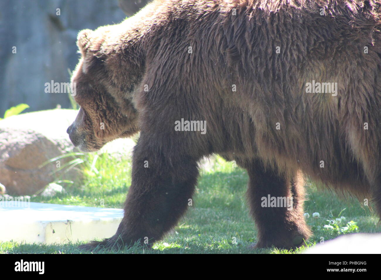 Deadly bear hi-res stock photography and images - Alamy