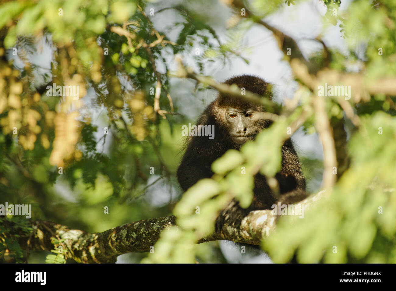Mantled Howler Monkey, Costa Rica Stock Photo - Alamy