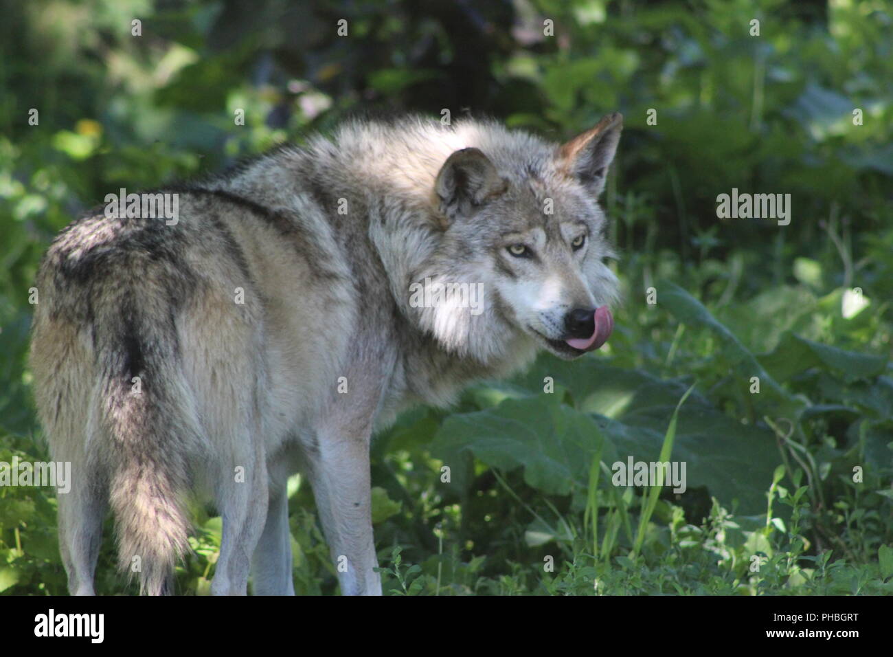 Wolf nose hi-res stock photography and images - Alamy