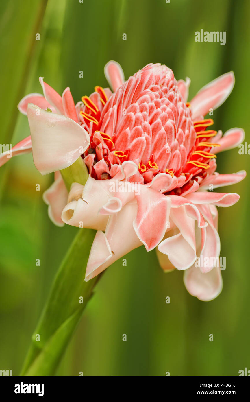 Pink Heliconia Queens Torch, Costa Rica Stock Photo - Alamy