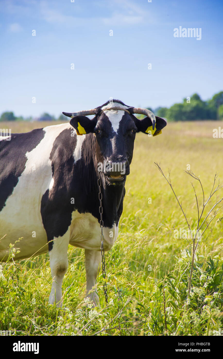 Cows feed dairy farm russia hi-res stock photography and images - Alamy