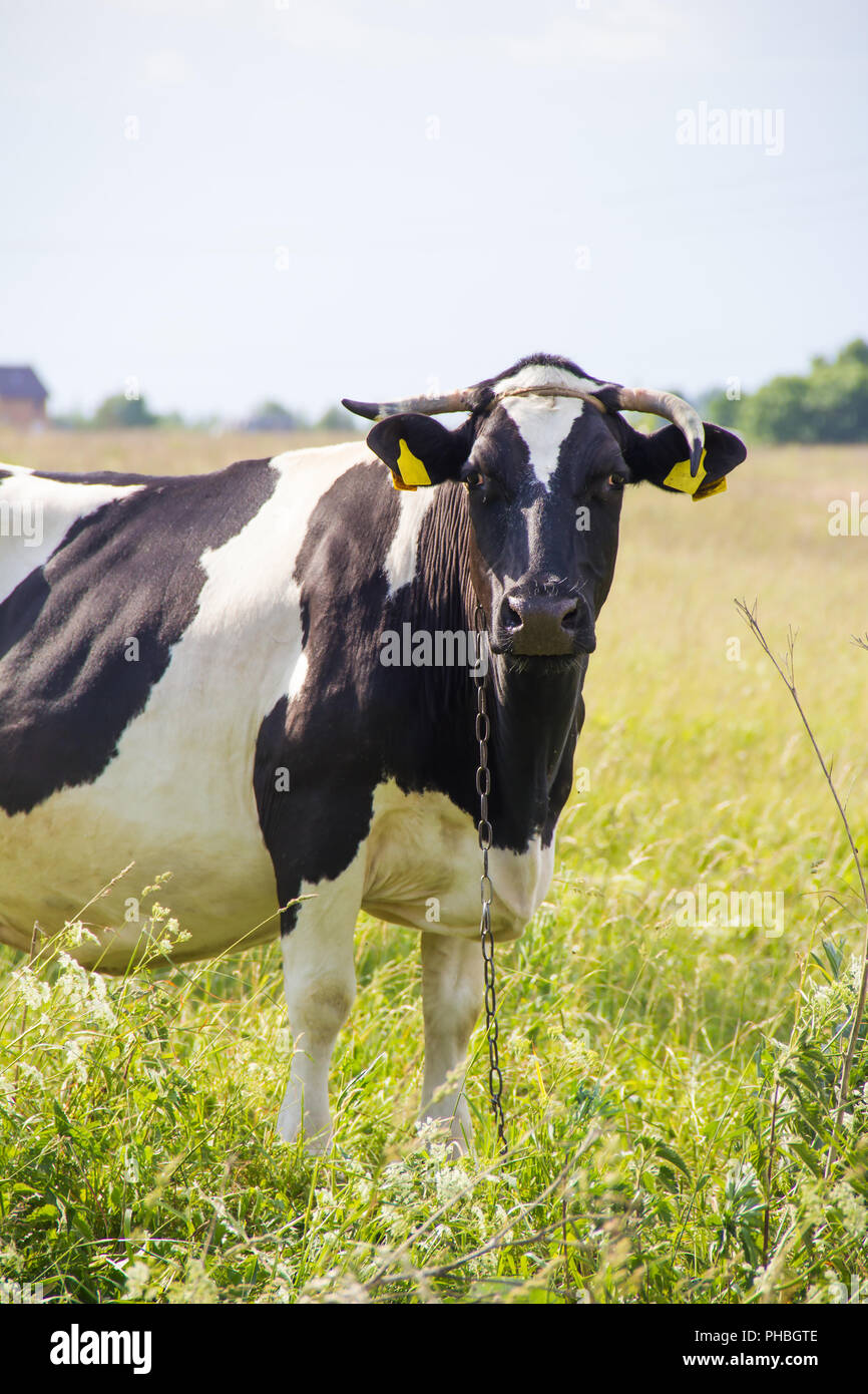 An incredibly beautiful cow grazing on a summer green meadow. Feeding ...