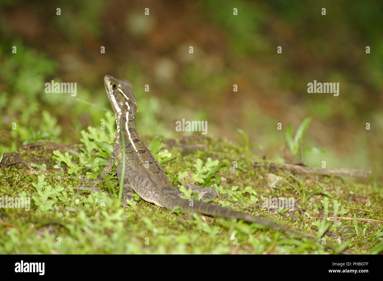 The lizzard hi-res stock photography and images - Alamy