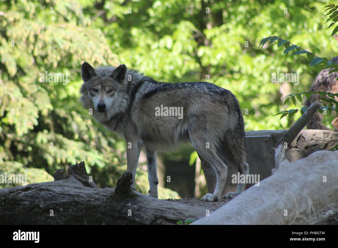 Mexican Gray Wolf keeping watch from on top of a pile of logs Stock ...
