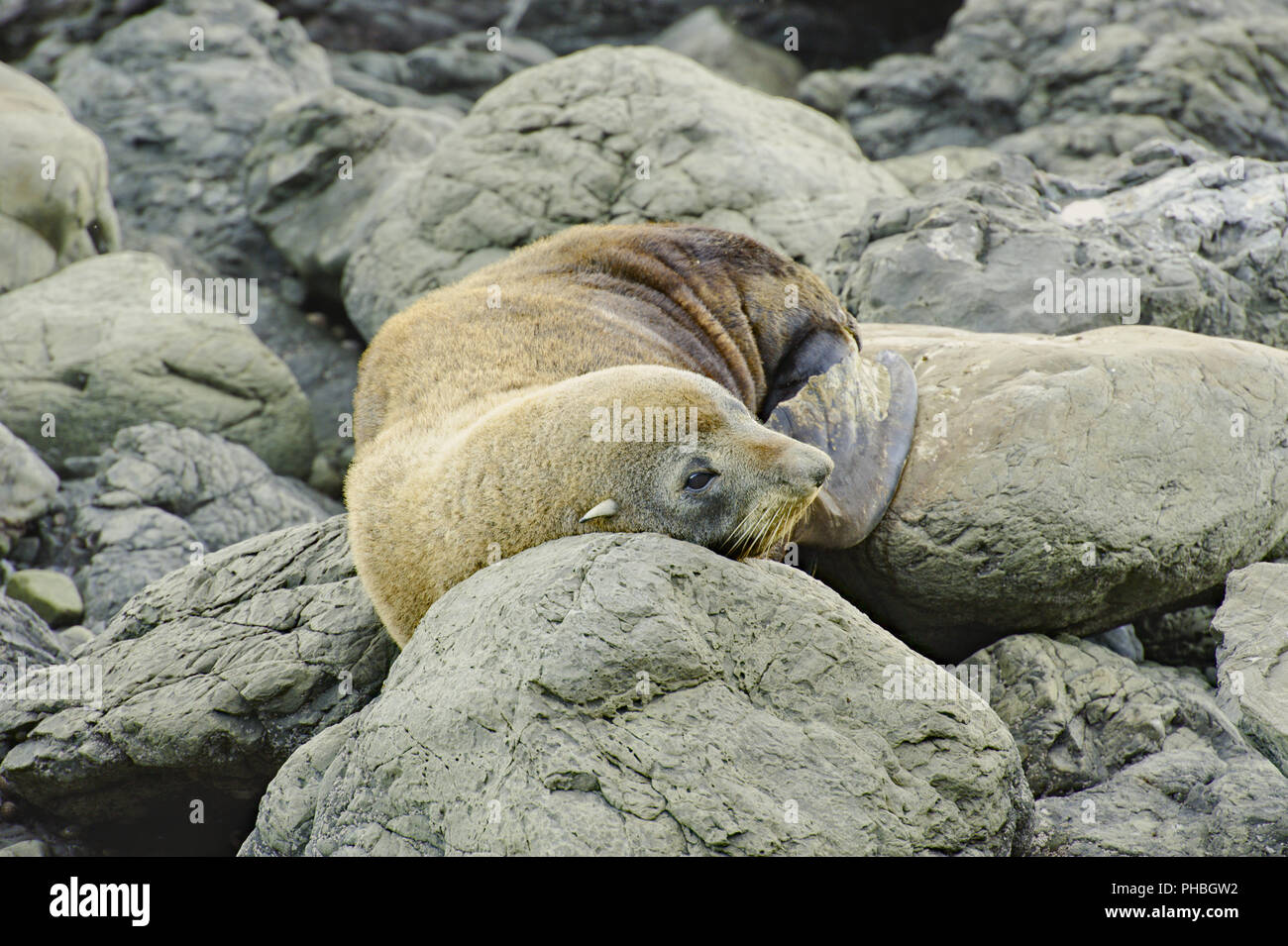 Fur Seal keeping a sharp lookout Stock Photo - Alamy