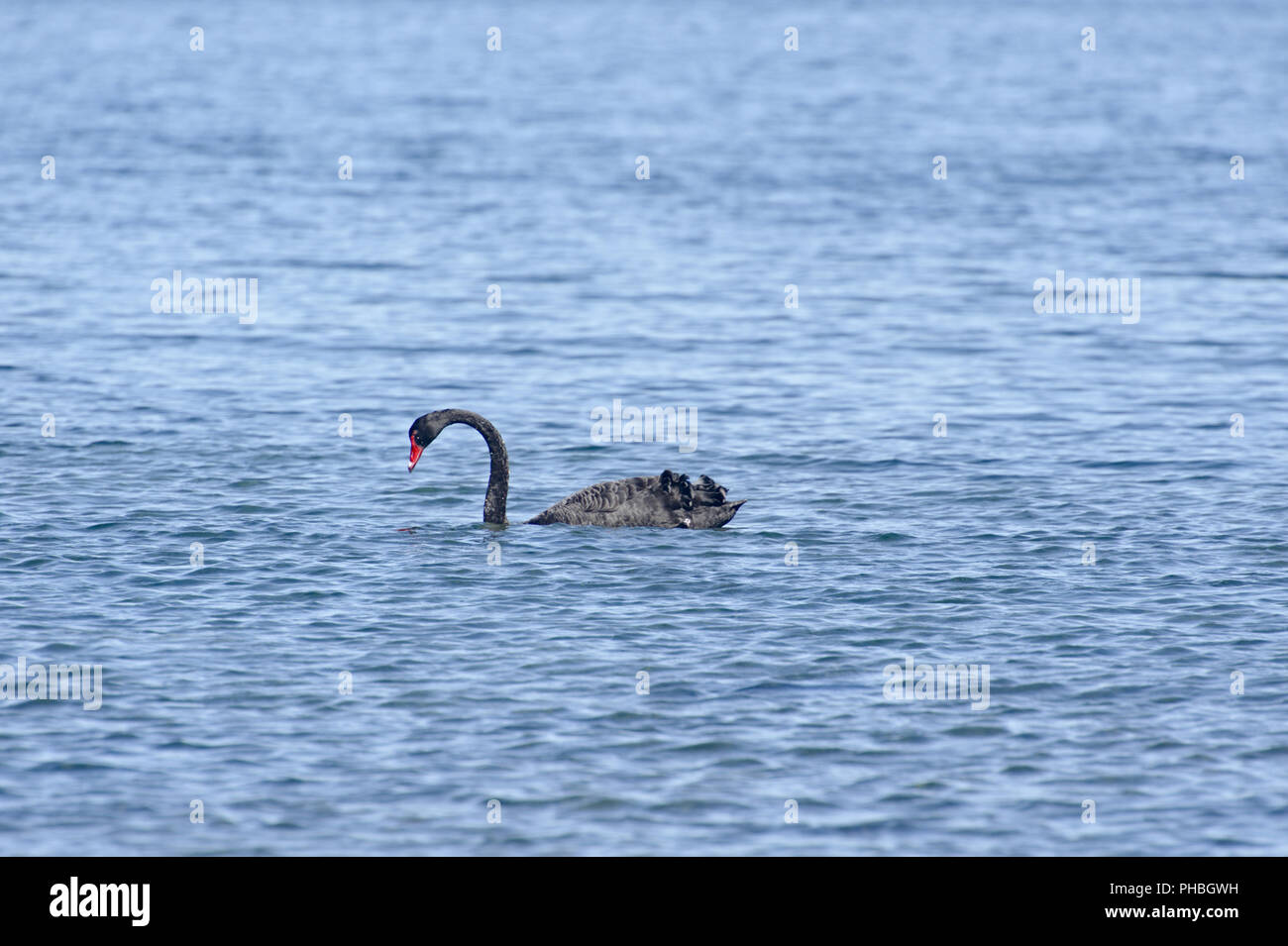 Black swan new zealand hi-res stock photography and images - Alamy