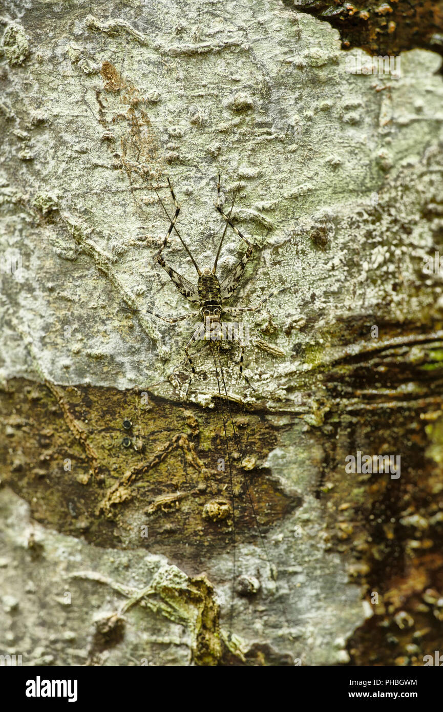 Tree cricket hi-res stock photography and images - Alamy