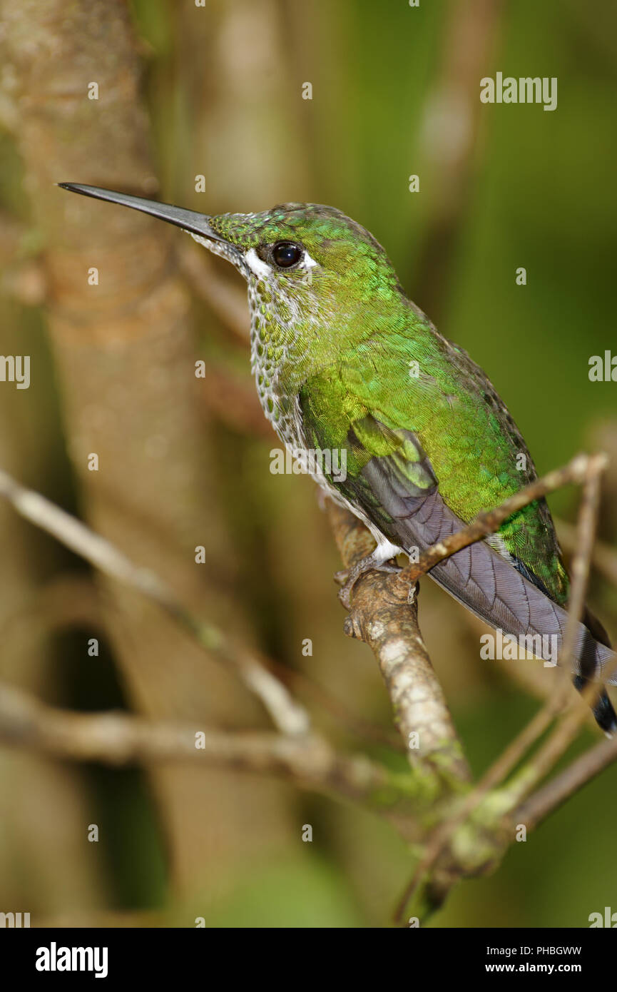 Green-crowned Brilliant Hummingbird, Costa Rica Stock Photo - Alamy