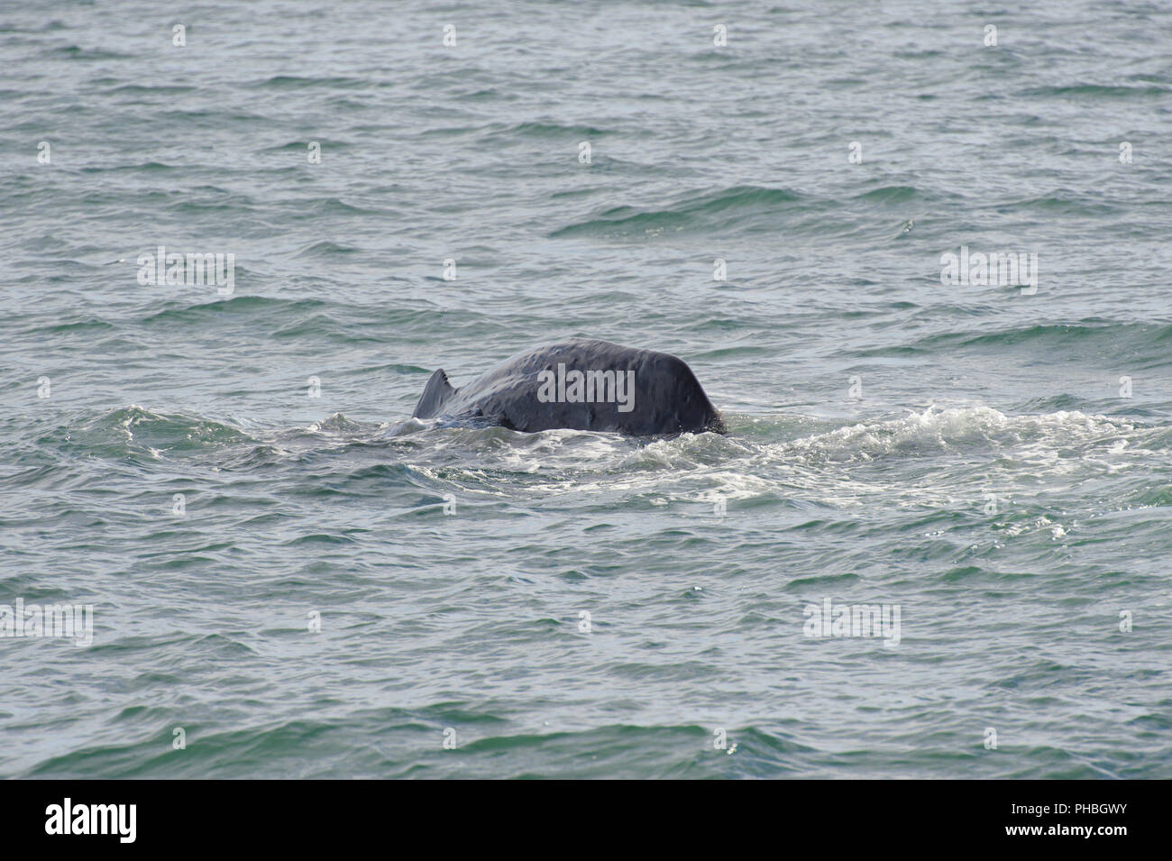 Sperm whale diving Stock Photo - Alamy