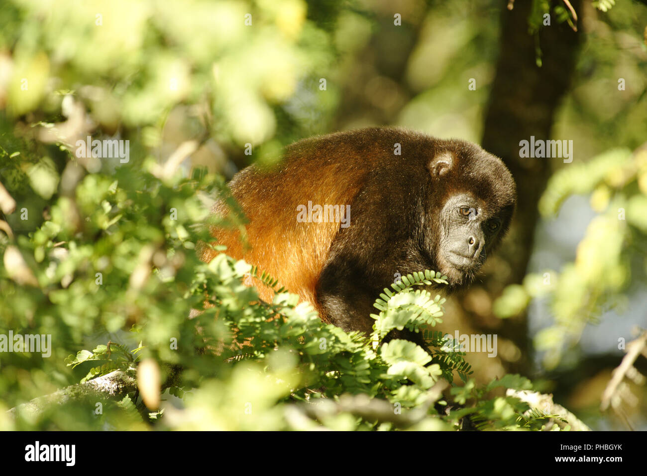 Mantled Howler Monkey, Costa Rica Stock Photo - Alamy
