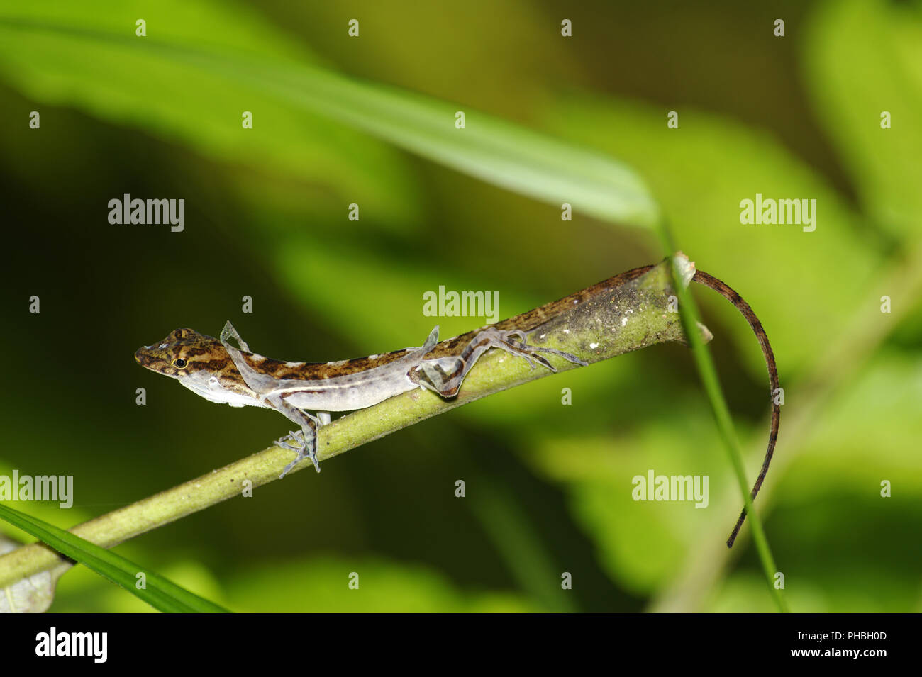 Lizard changing skin, Costa Rica Stock Photo - Alamy