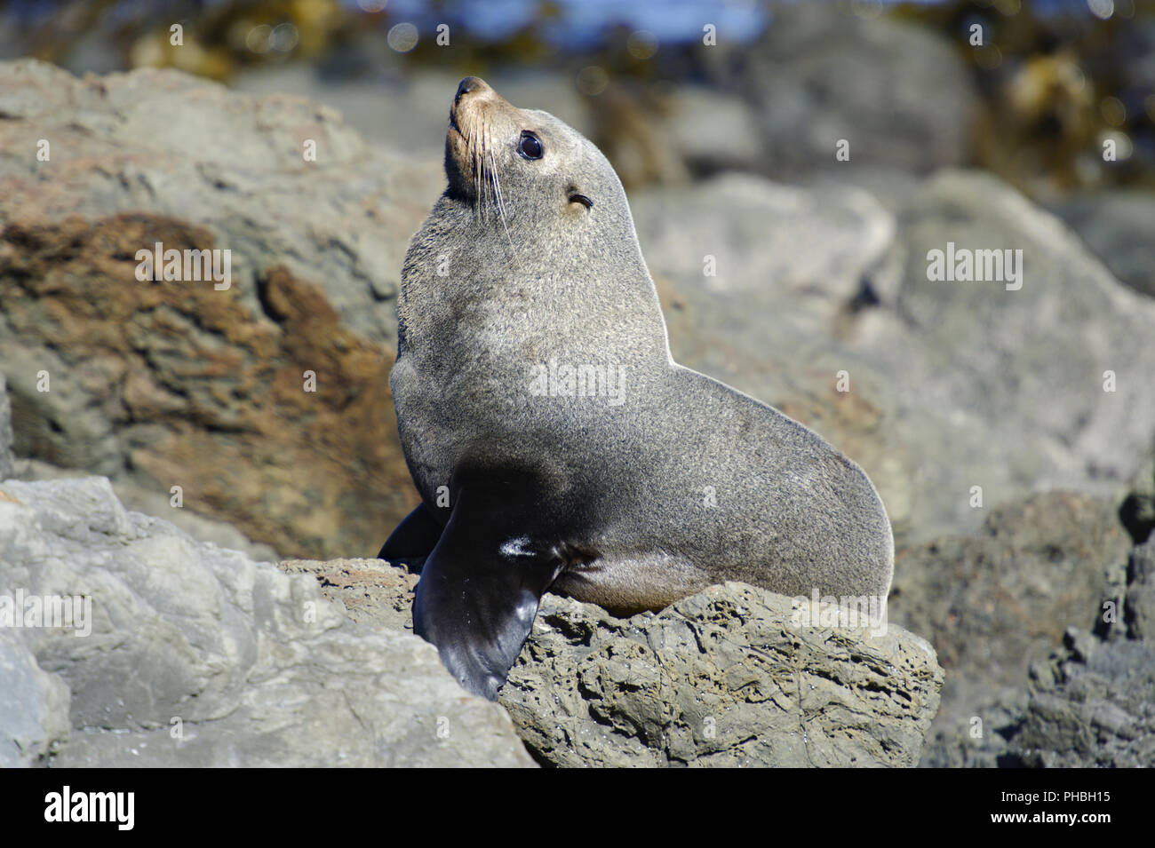 Seal pose hi-res stock photography and images - Alamy
