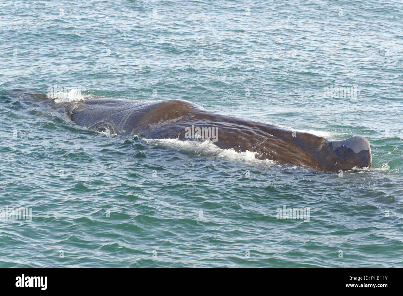 Diving Sperm Whale, New Zealand Stock Photo - Alamy