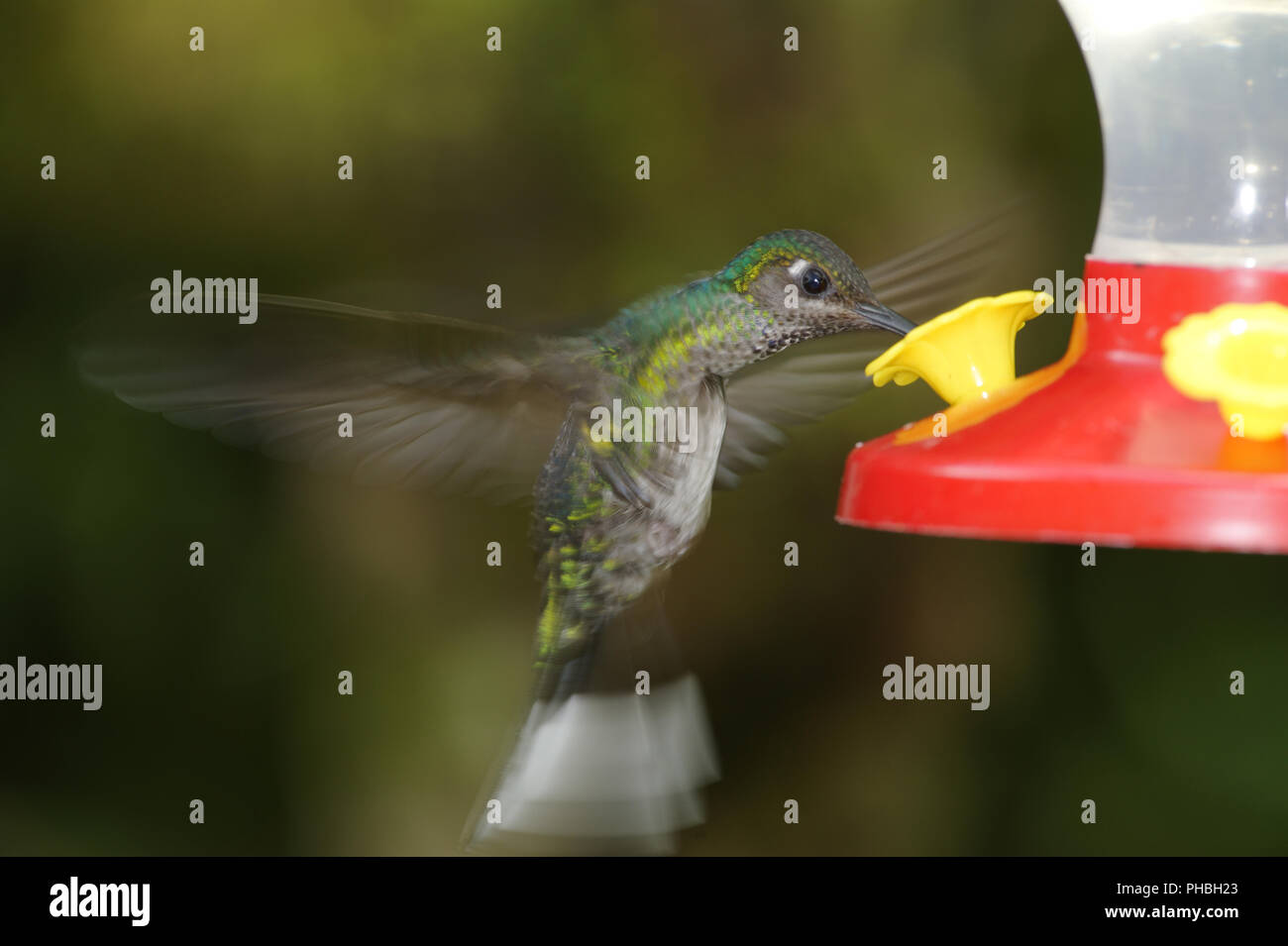 White-tailed Emerald Hummingbird, Costa Rica Stock Photo - Alamy
