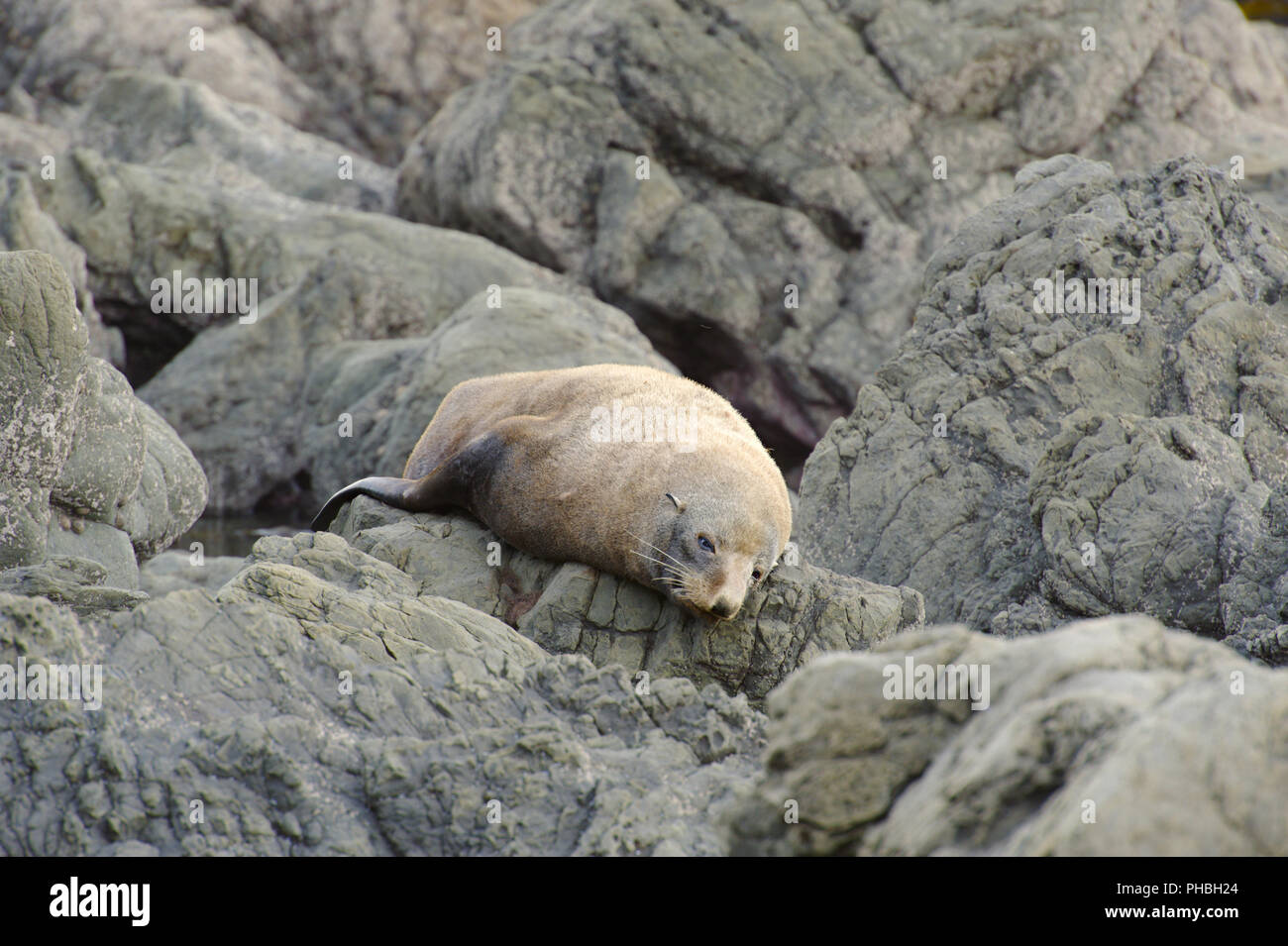 Sun bathing animal hi-res stock photography and images - Alamy