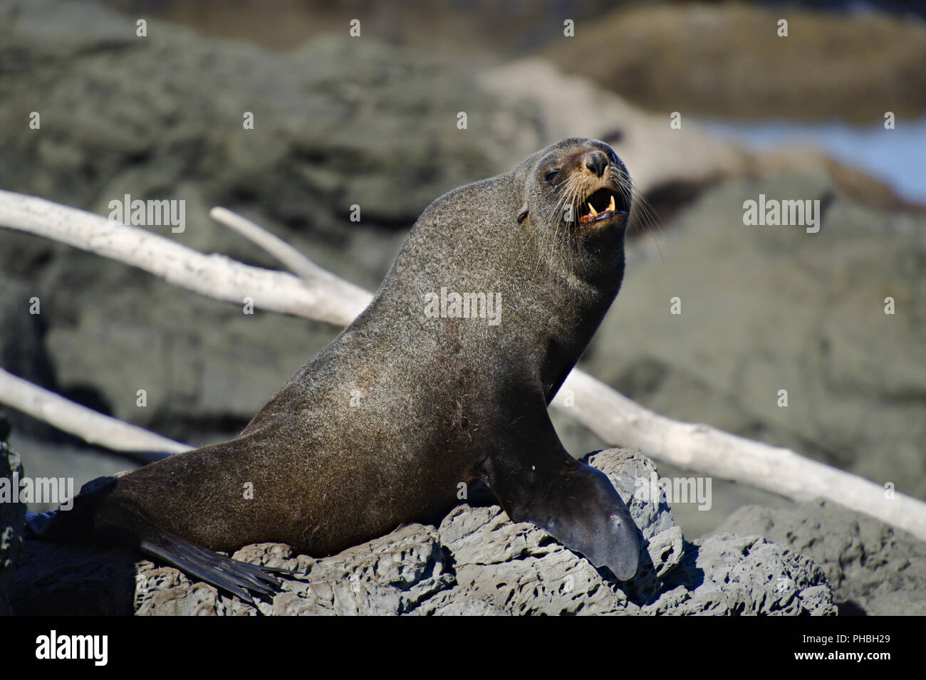 Fur Seal on guard Stock Photo - Alamy